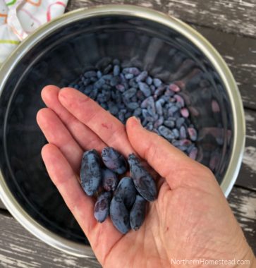 Haskap (Honeyberry) Jam - Northern Homestead