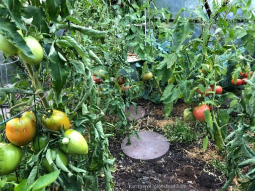 Common tomato leaf diseases - Northern Homestead