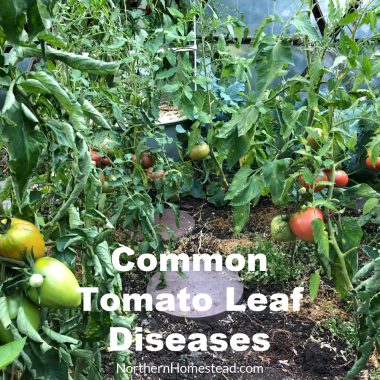 Common tomato leaf diseases - Northern Homestead