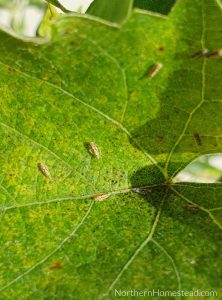 Growing Grapes in a Cold Climate - Northern Homestead