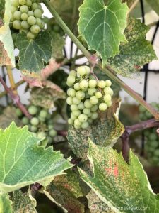 Growing Grapes in a Cold Climate - Northern Homestead