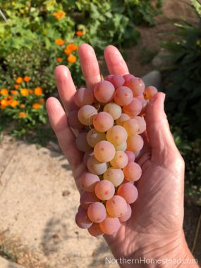 Growing Grapes in a Cold Climate - Northern Homestead