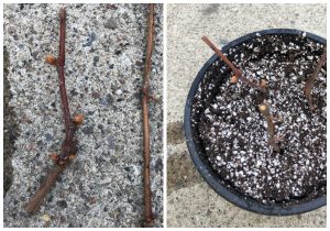 Growing Grapes in a Cold Climate - Northern Homestead