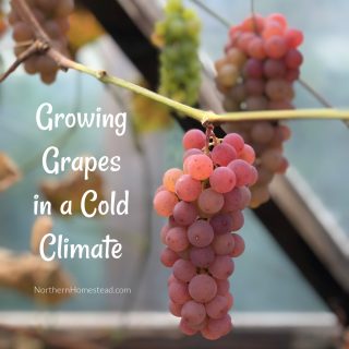 Growing Grapes in a Cold Climate - Northern Homestead