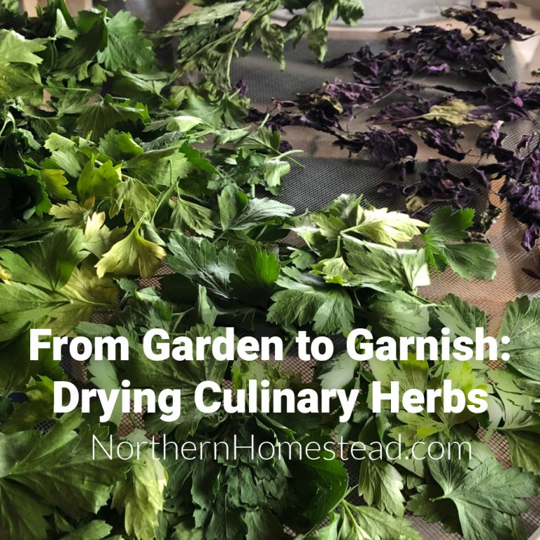 From Garden to Garnish: Drying Culinary Herbs - Northern Homestead