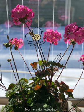 Growing and Caring for Geraniums: A Simple Guide - Northern Homestead