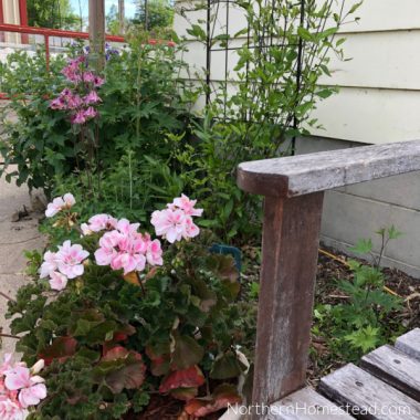 Growing and Caring for Geraniums: A Simple Guide - Northern Homestead