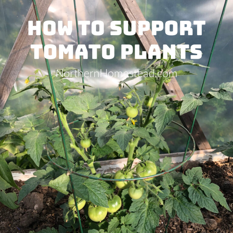 How to Support Tomato Plants - Northern Homestead