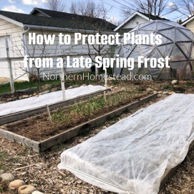 How to protect plants from a late spring frost - Northern Homestead