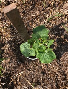 How To Water Your Vegetable Garden - Northern Homestead