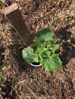 How To Water Your Vegetable Garden - Northern Homestead