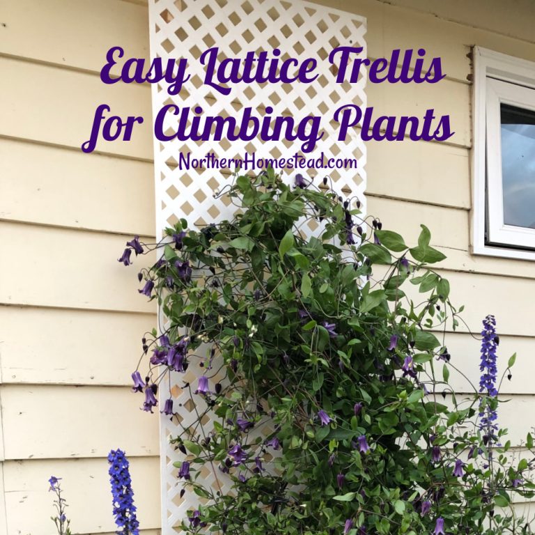 Easy lattice trellis for climbing plants - Northern Homestead