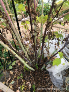 A Complete Guide to Growing Hardy Raspberries in Cold Climates ...