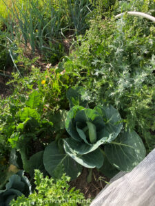 What to do with a garden overgrown with weeds - Northern Homestead