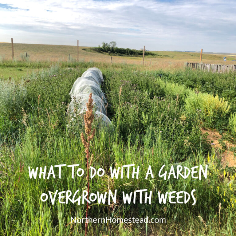 What to do with a garden overgrown with weeds - Northern Homestead