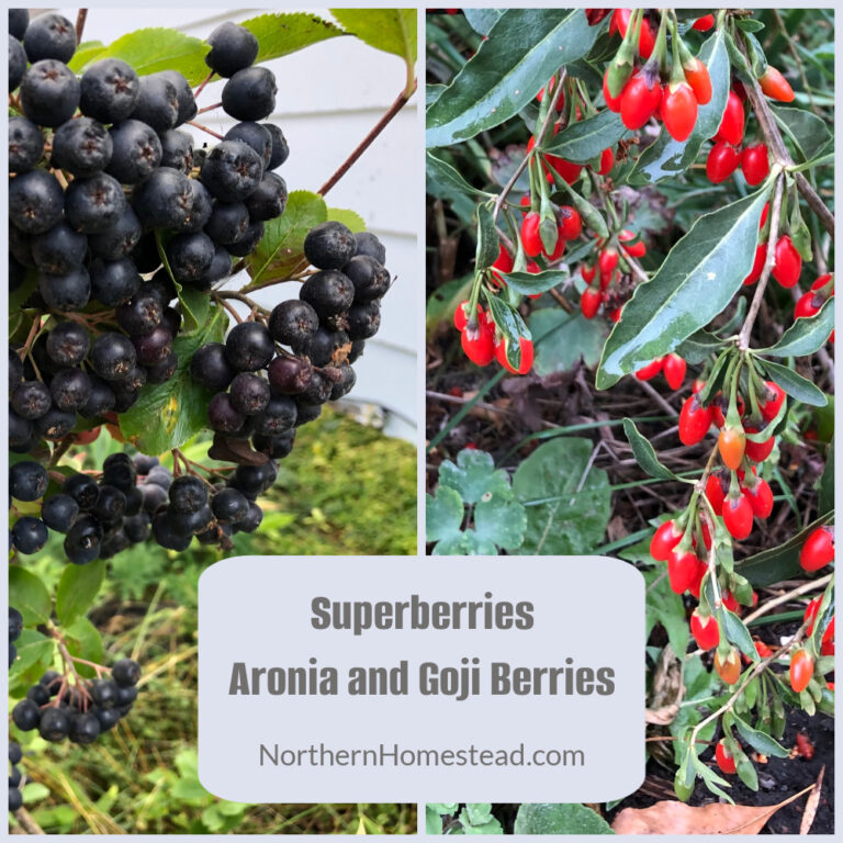 Growing Aronia and Goji Berries in an Urban Garden - Northern Homestead