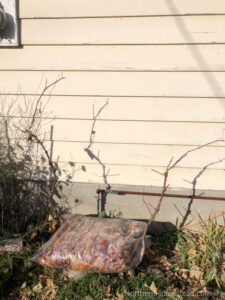 Growing Grapes in a Cold Climate - Northern Homestead