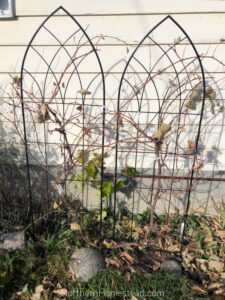 Growing Grapes in a Cold Climate - Northern Homestead