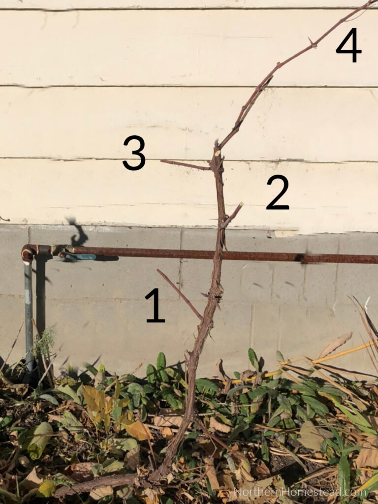 Growing Grapes in a Cold Climate - Northern Homestead