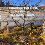 Growing Fruit Trees in Cold Climate Part 1 - Northern Homestead