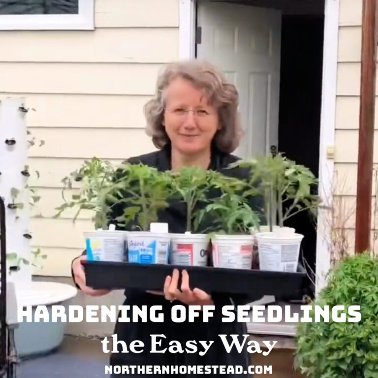 Hardening off Seedlings the Easy Way - Northern Homestead