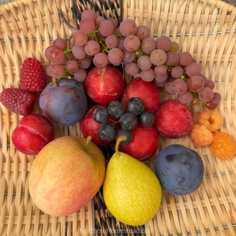 Picking Fruit and Berries at Their Peak - Northern Homestead