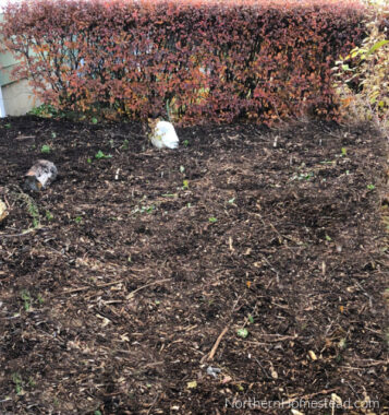 Low-Maintenance Landscaping: A Guide to Transforming Your Front Yard ...